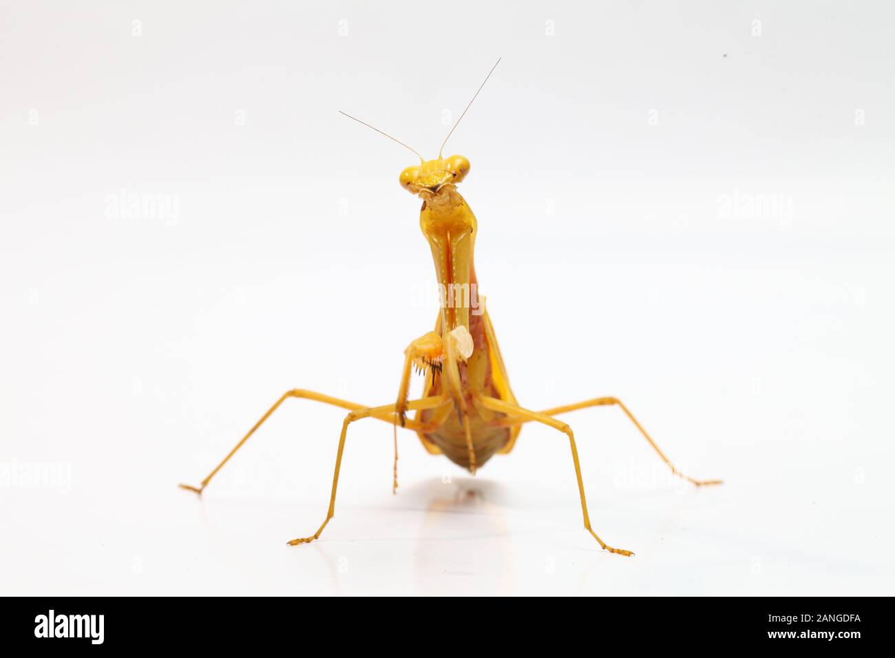 Giant Asian Yellow Praying Mantis (Hierodula membranacea) isolated on ...
