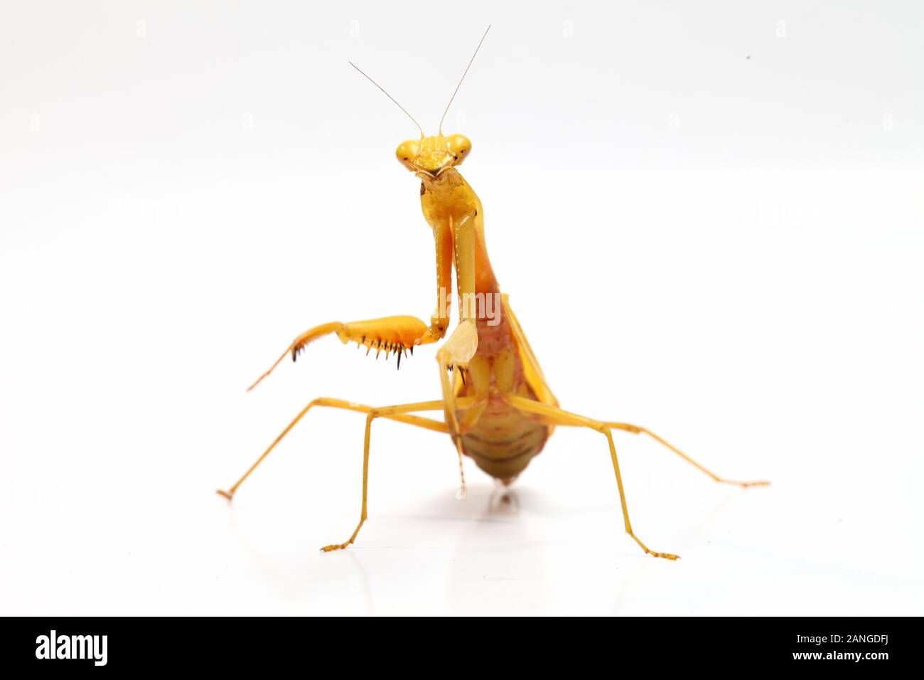 Giant Asian Yellow Praying Mantis (Hierodula membranacea) isolated on ...