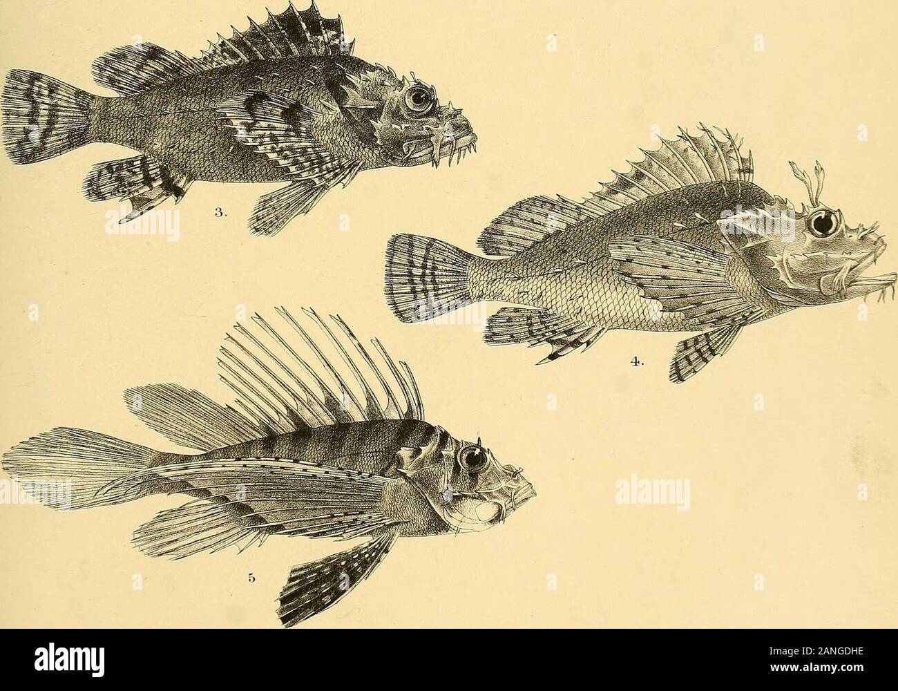 The fishes of India; being a natural history of the fishes known to ...