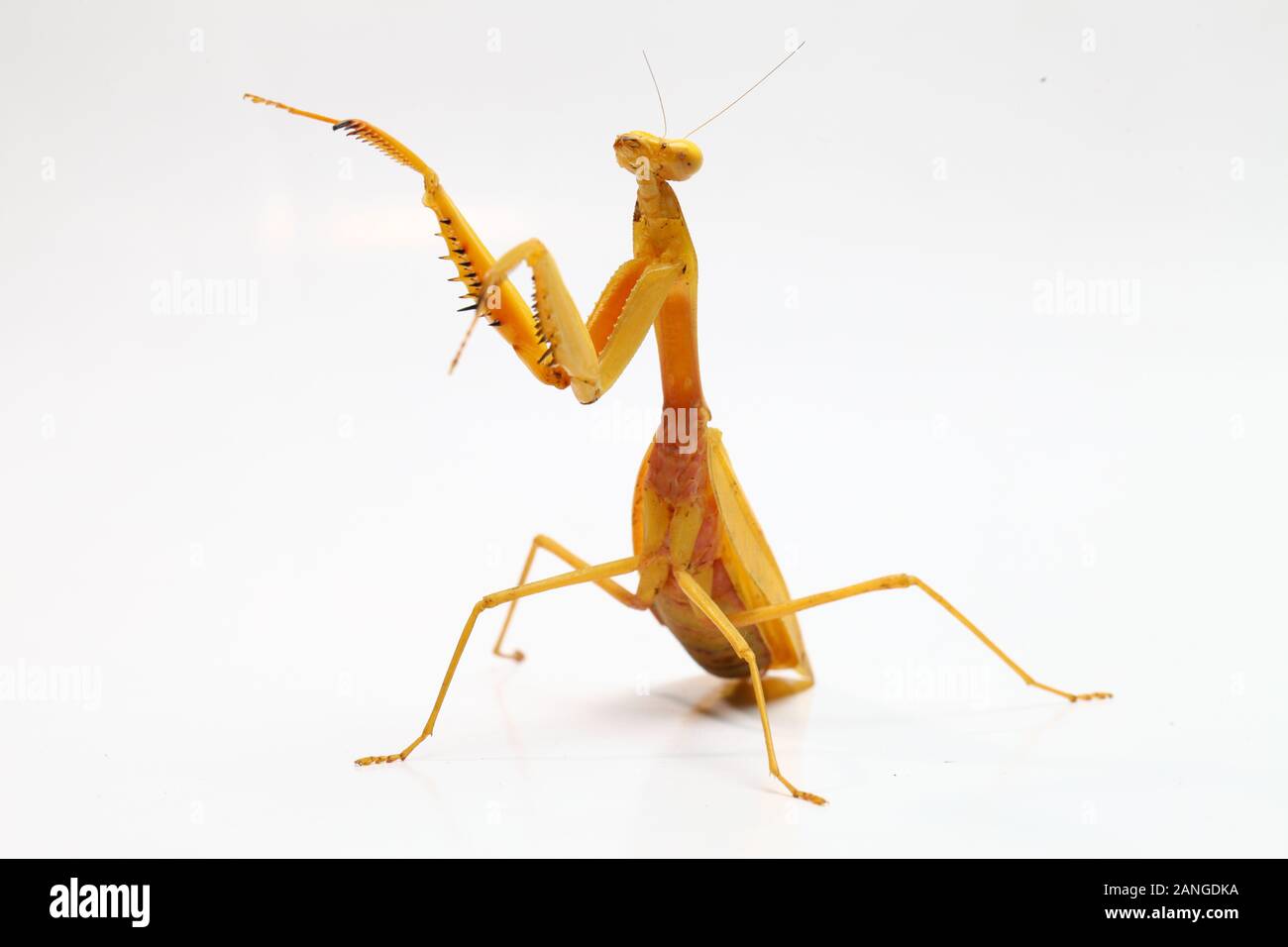 Giant Asian Yellow Praying Mantis (Hierodula membranacea) isolated on ...
