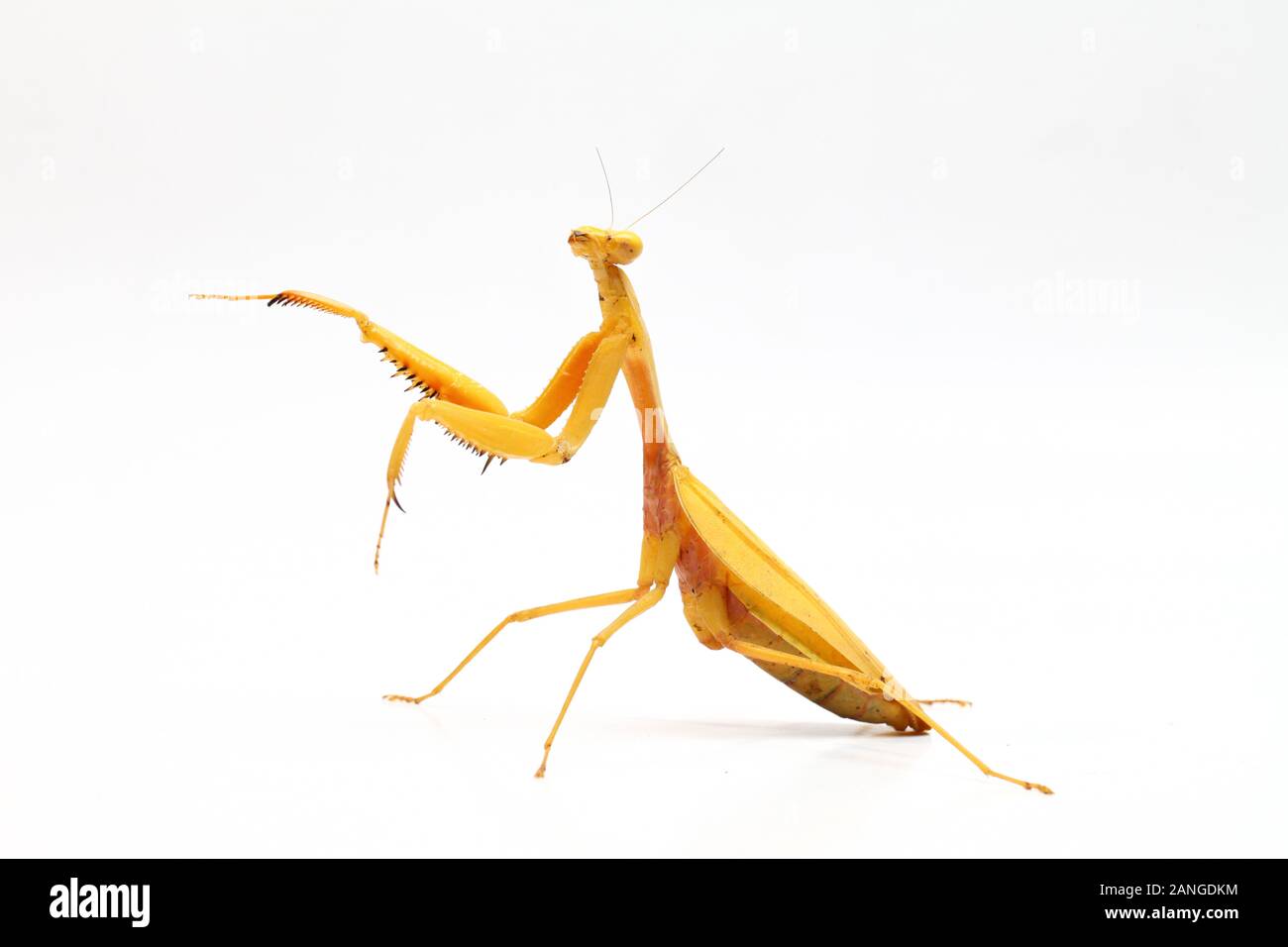 Giant Asian Yellow Praying Mantis (Hierodula membranacea) isolated on ...