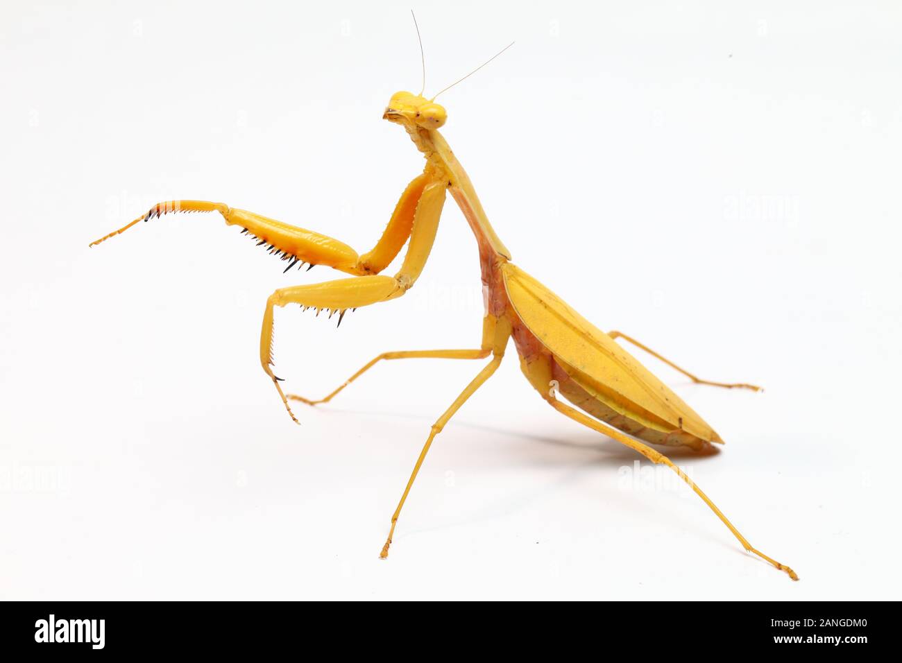 Giant Asian Mantis