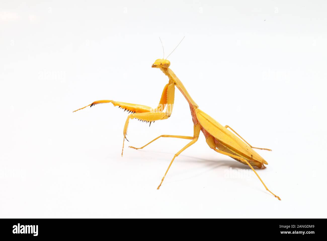 Giant Asian Yellow Praying Mantis (Hierodula membranacea) isolated on ...