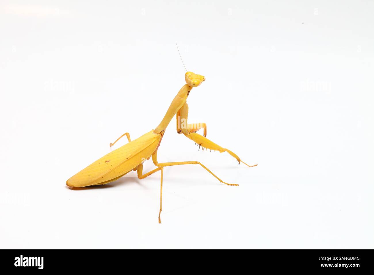 Giant Asian Yellow Praying Mantis (Hierodula membranacea) isolated on ...