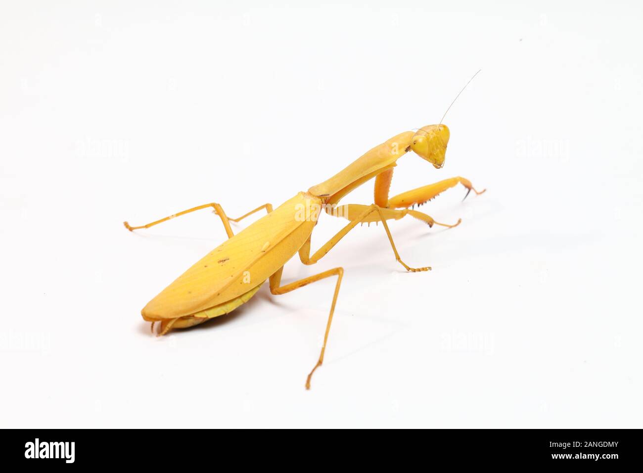 Giant Asian Yellow Praying Mantis (Hierodula membranacea) isolated on ...