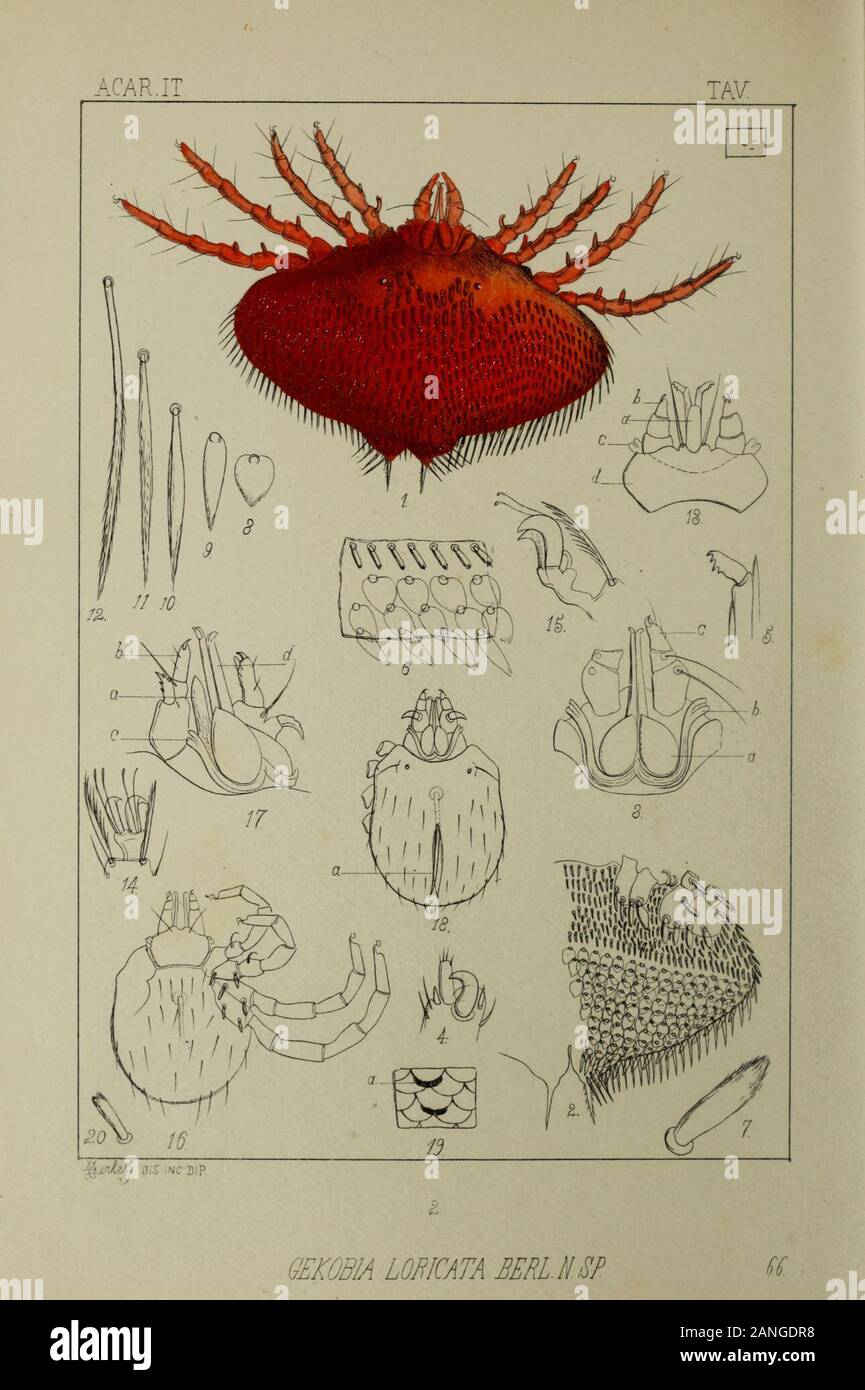 Palpis hi-res stock photography and images - Alamy