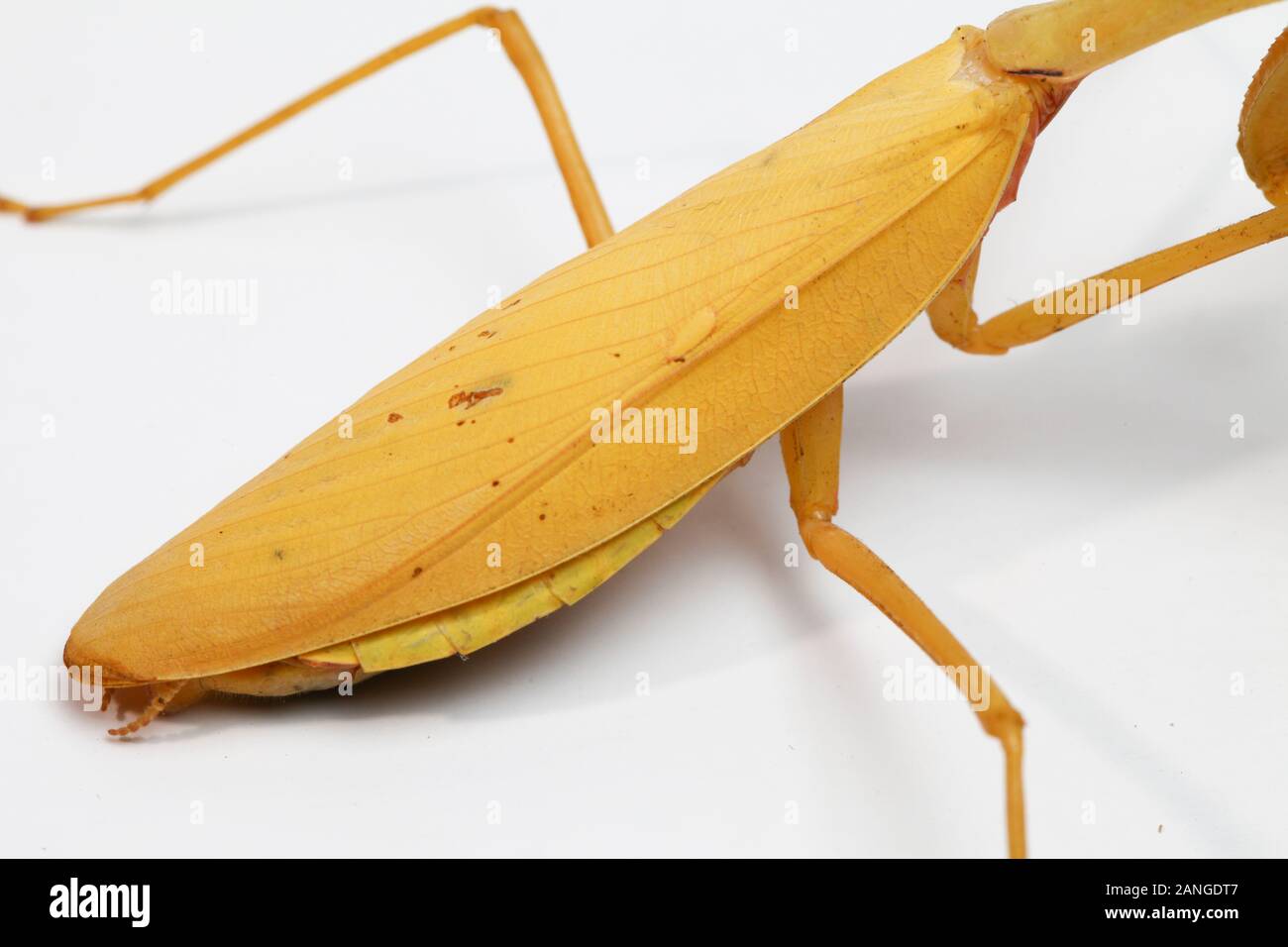 Giant Asian Yellow Praying Mantis (Hierodula membranacea) isolated on ...