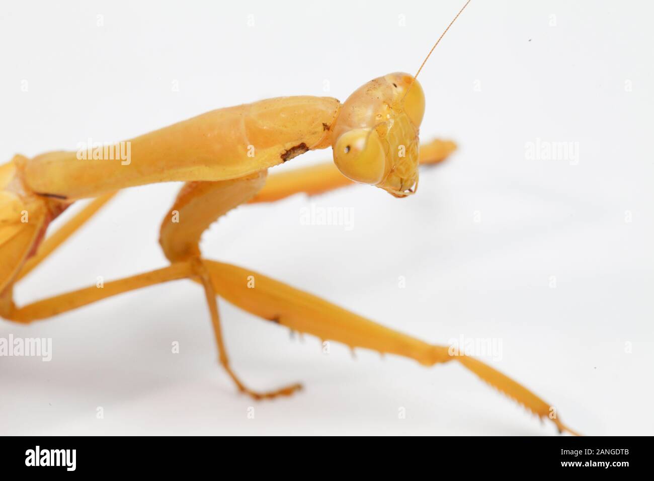 Giant Asian Yellow Praying Mantis (Hierodula membranacea) isolated on ...