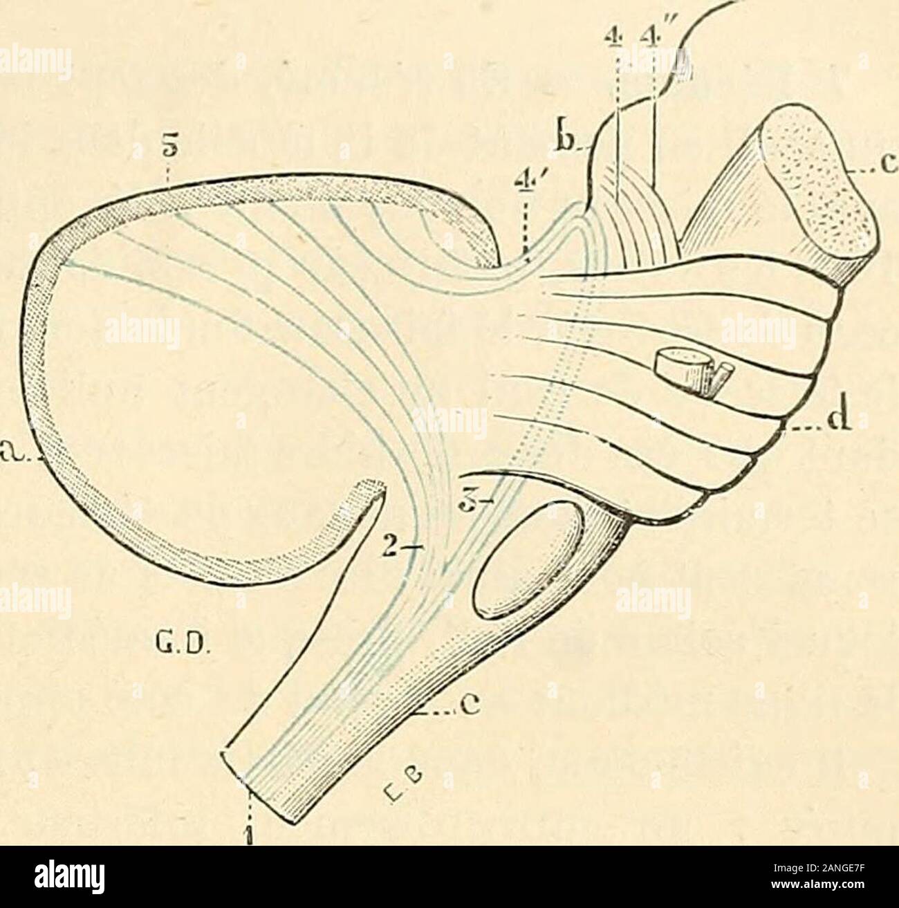 Valvule hi-res stock photography and images - Alamy