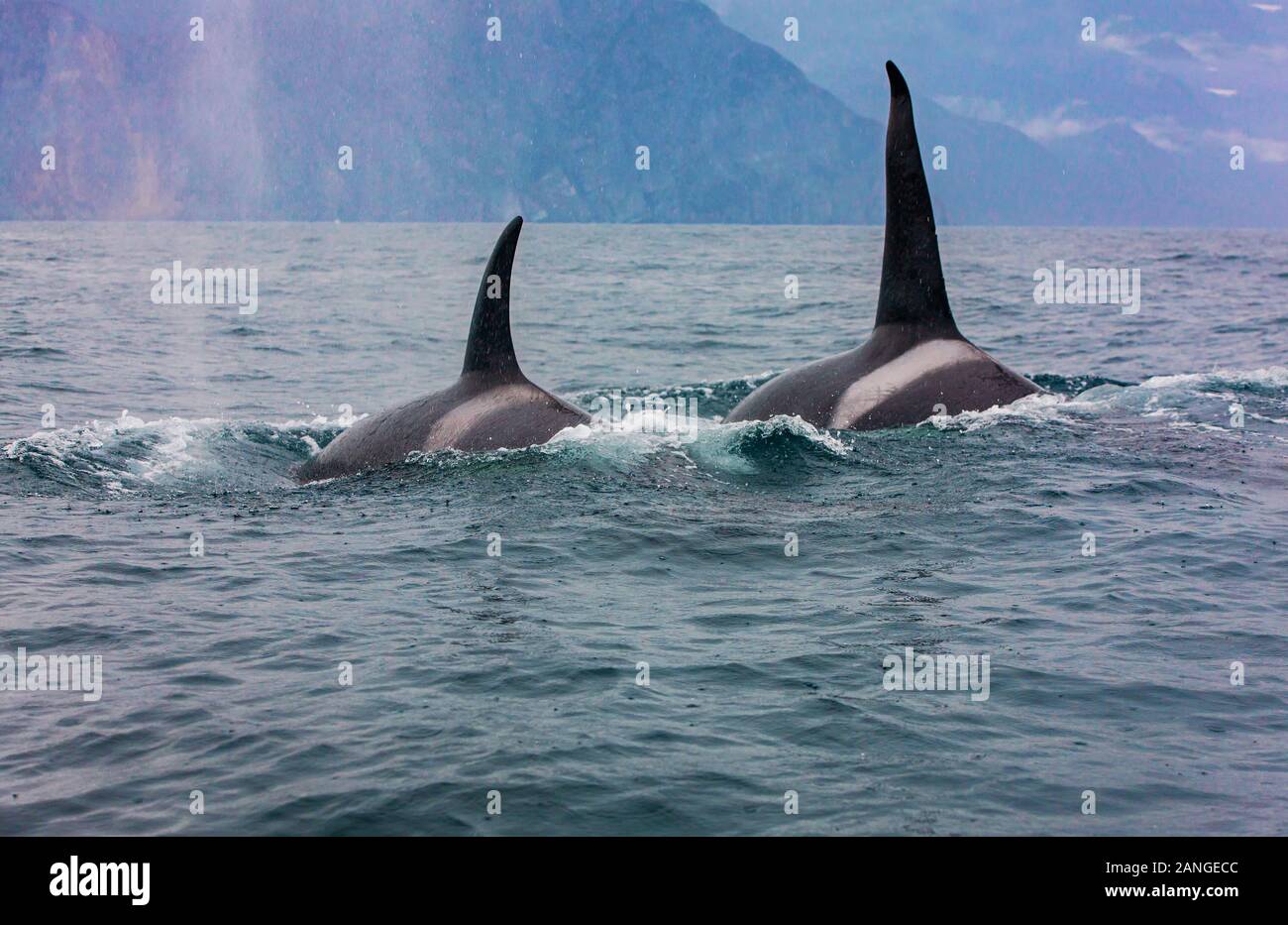 The pair of transient killer whales travel through the waters of Avacha ...