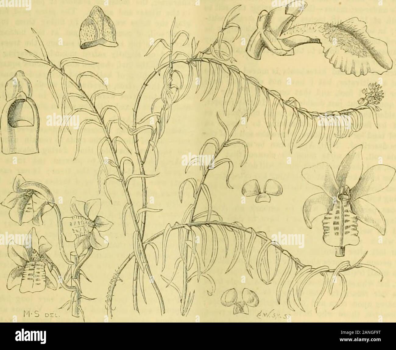 Girdlestone hi-res stock photography and images - Alamy