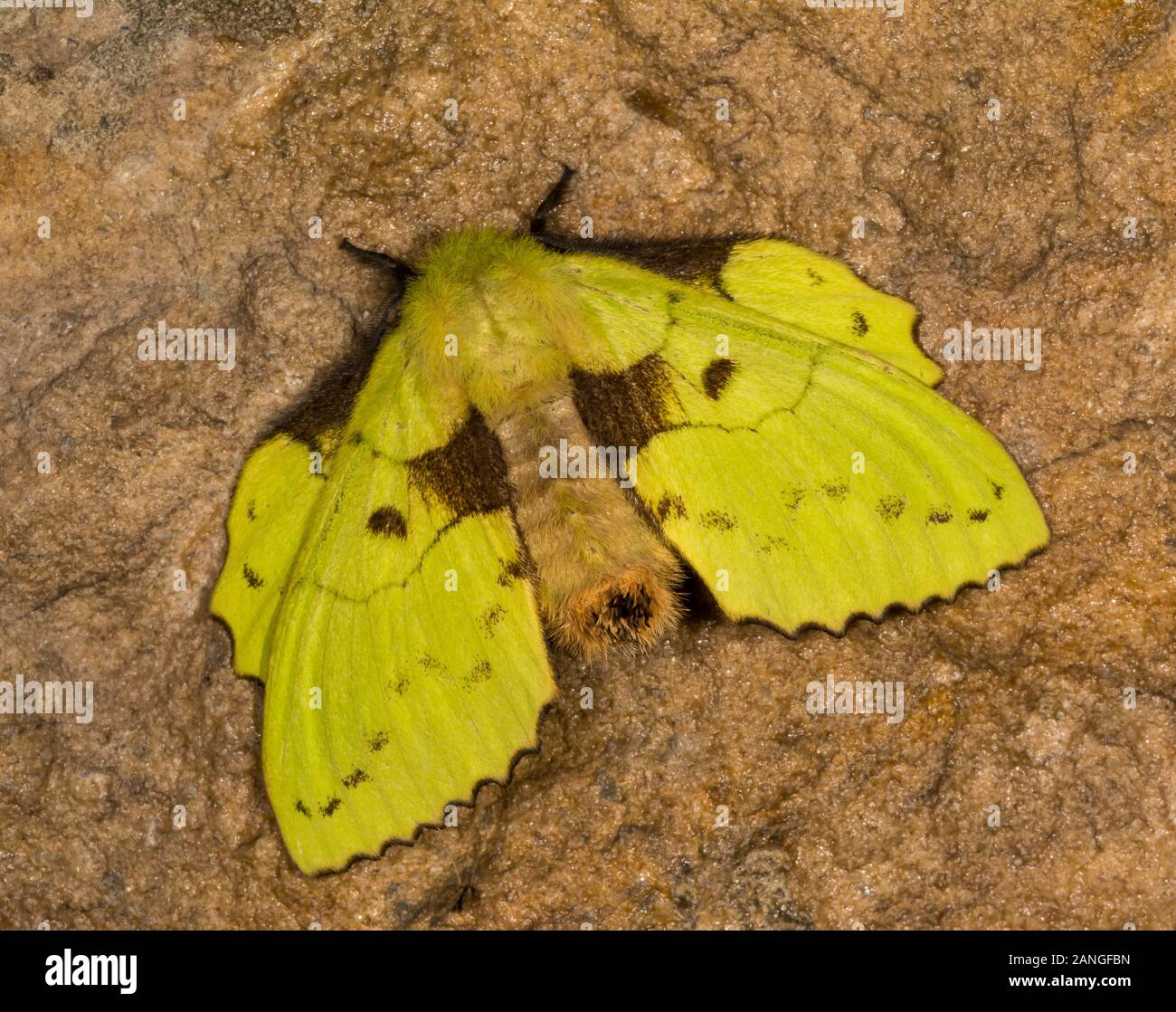 Lappet Moth, eggars, Lasiocampidae, Cherrapunjee, Meghalaya, India ...
