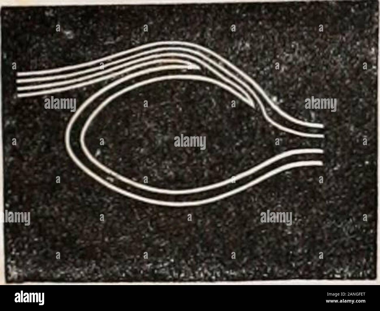 Traité d'anatomie comparée des animaux domestiques . lum du bassinet.Ce ...
