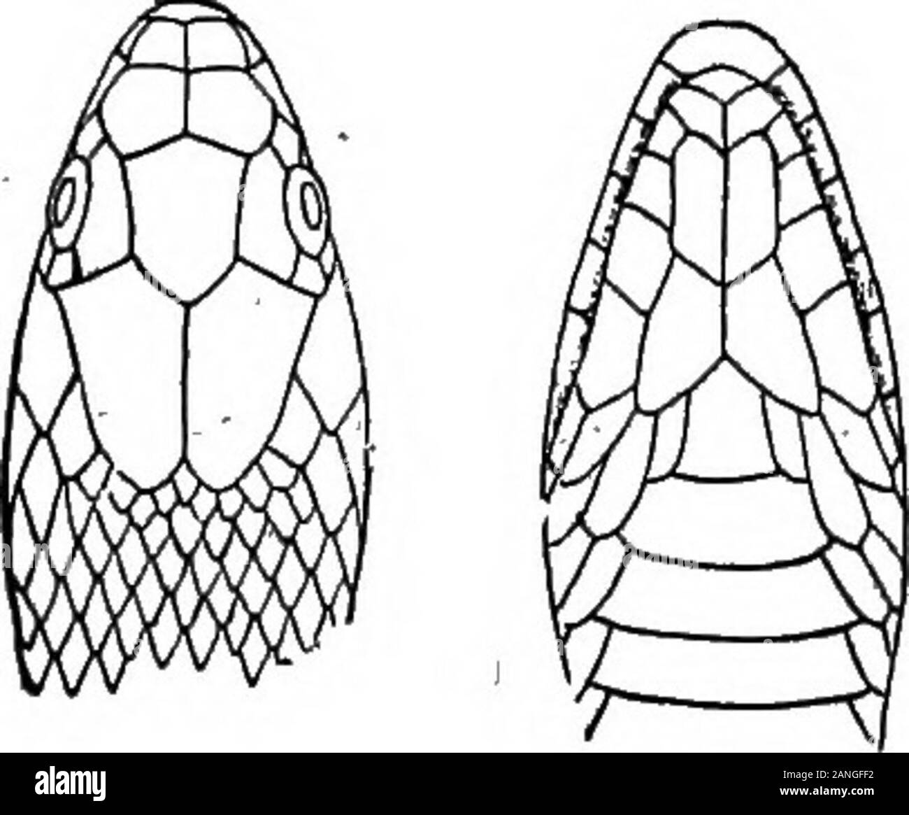 Tropidonotus dekayi hi-res stock photography and images - Alamy