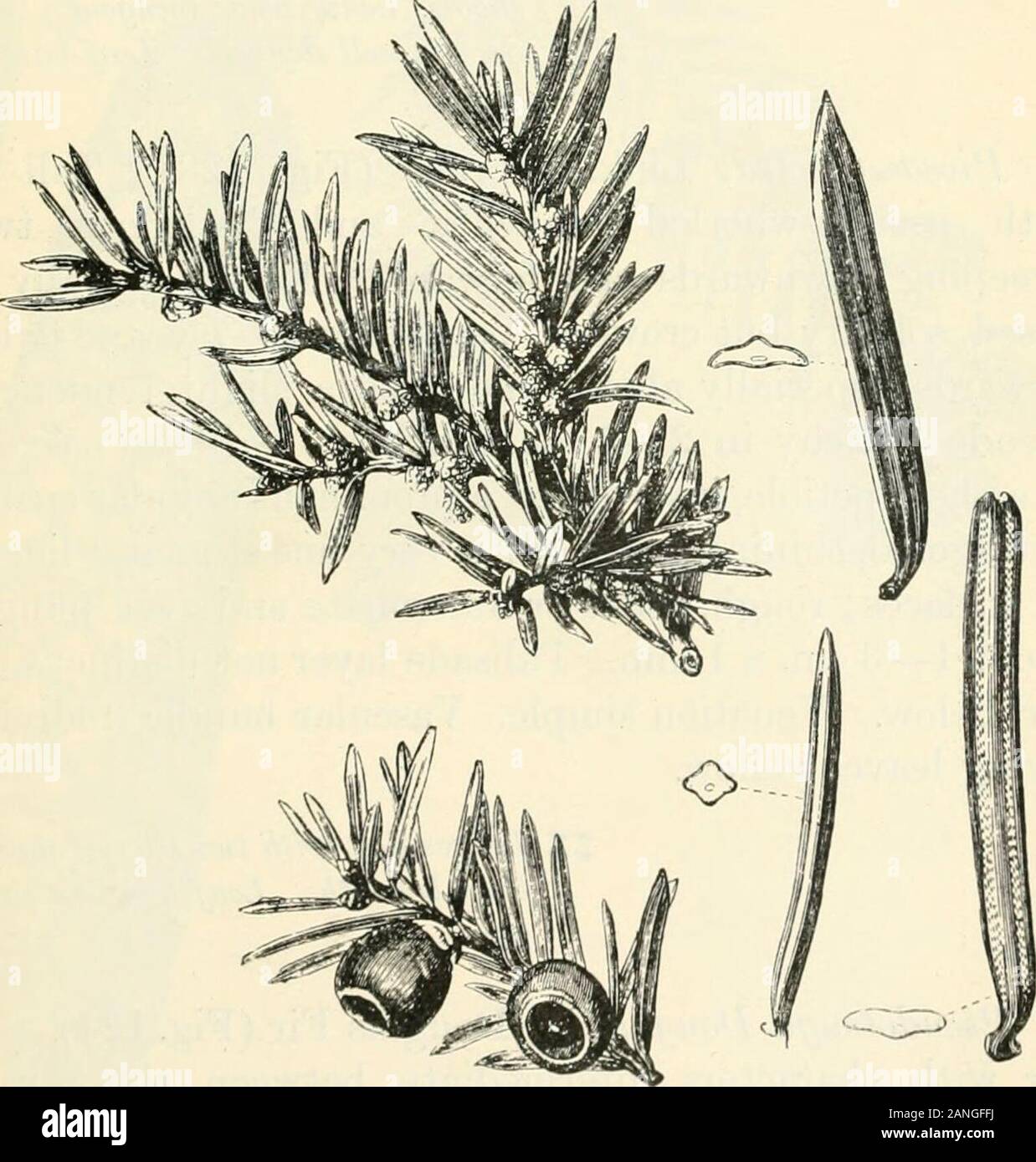 Trees; a handbook of forest-botany for the woodlands and the laboratory ...