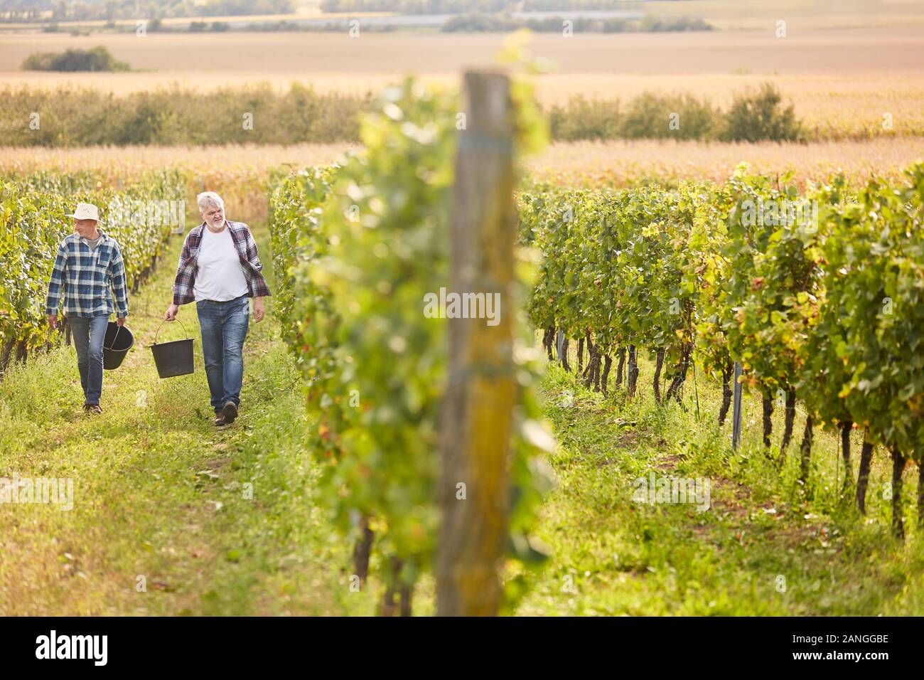 Vineyard workers hi-res stock photography and images - Alamy