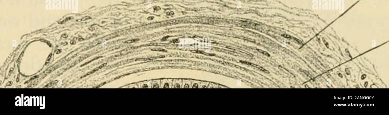 Human anatomy, including structure and development and practical ...