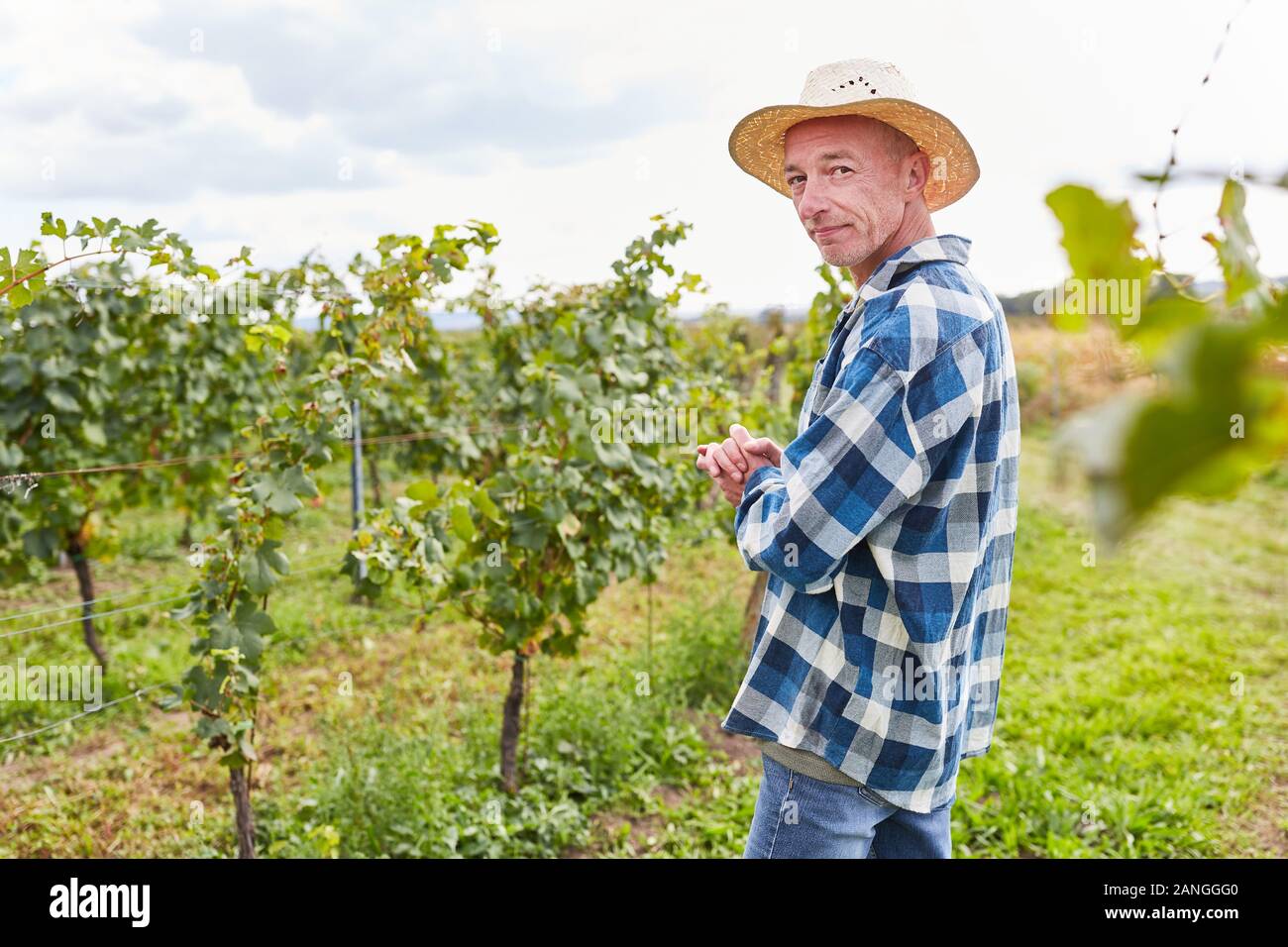 Wine grower inspecting the vines in his vineyard Stock Photo - Alamy