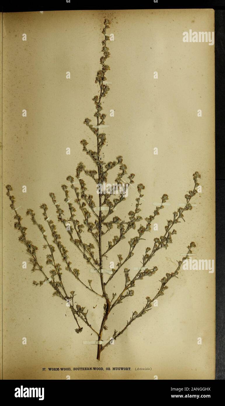 The British farmer's plant portfolio : specimens of the principal ...