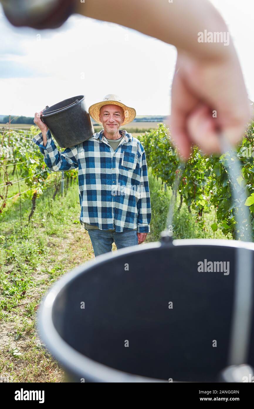 Man as harvesting assistant with bucket in the vineyard during the ...