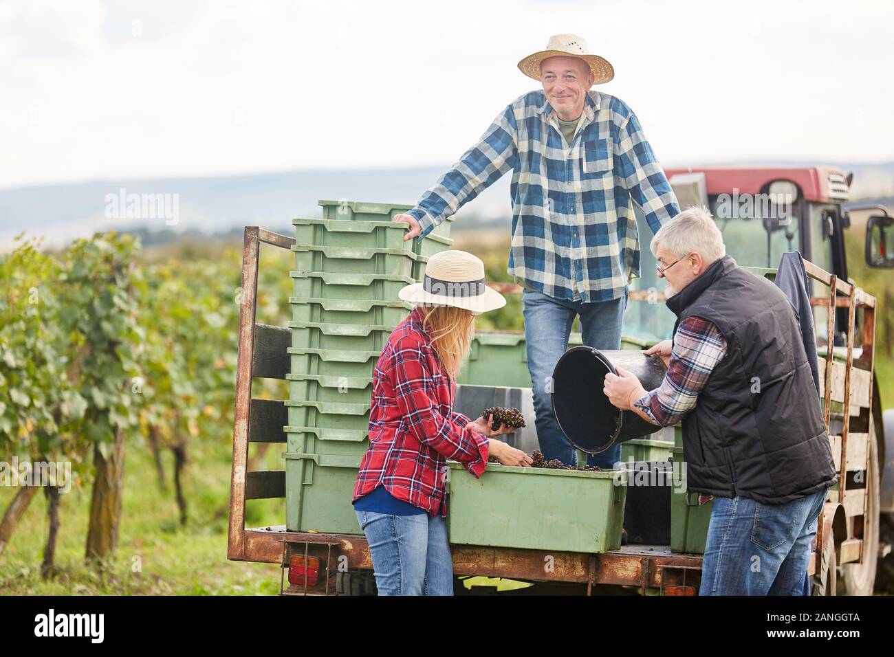 Three harvest helpers load the wine harvest in boxes for removal Stock ...