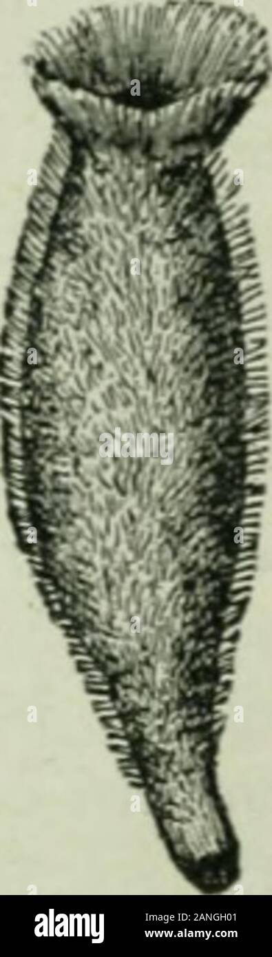 Beginners' zoology . a centralcavity called the cloaca. The canals from ...