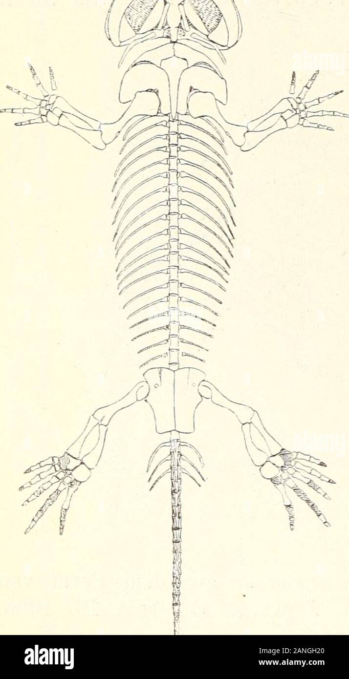 Labidosaurus hi-res stock photography and images - Alamy
