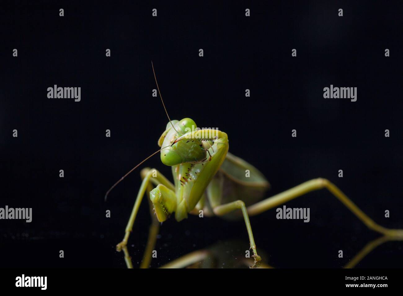 Giant Asian Green Praying Mantis (Hierodula membranacea) isolated on ...
