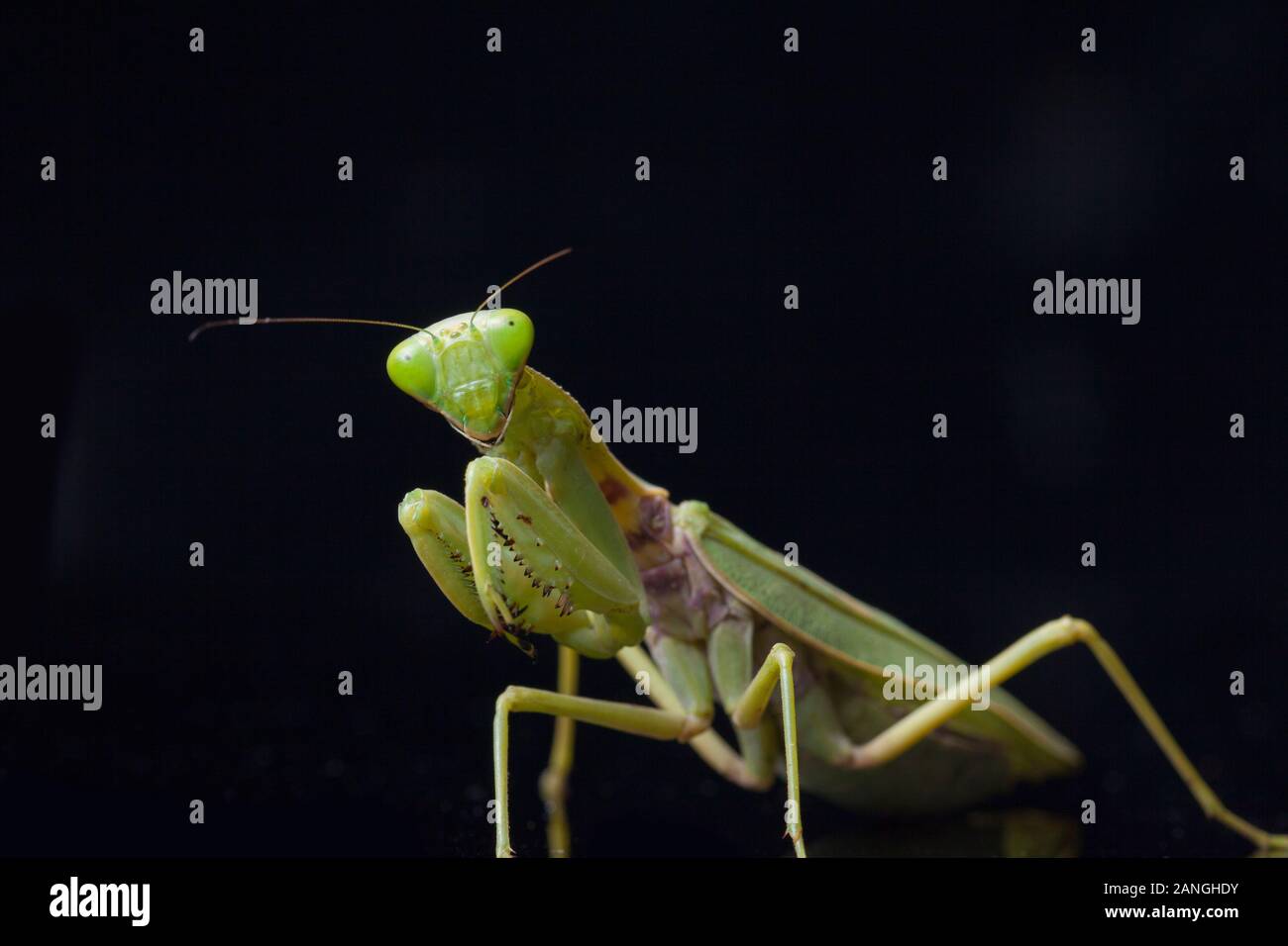 Giant Asian Green Praying Mantis (Hierodula membranacea) isolated on ...