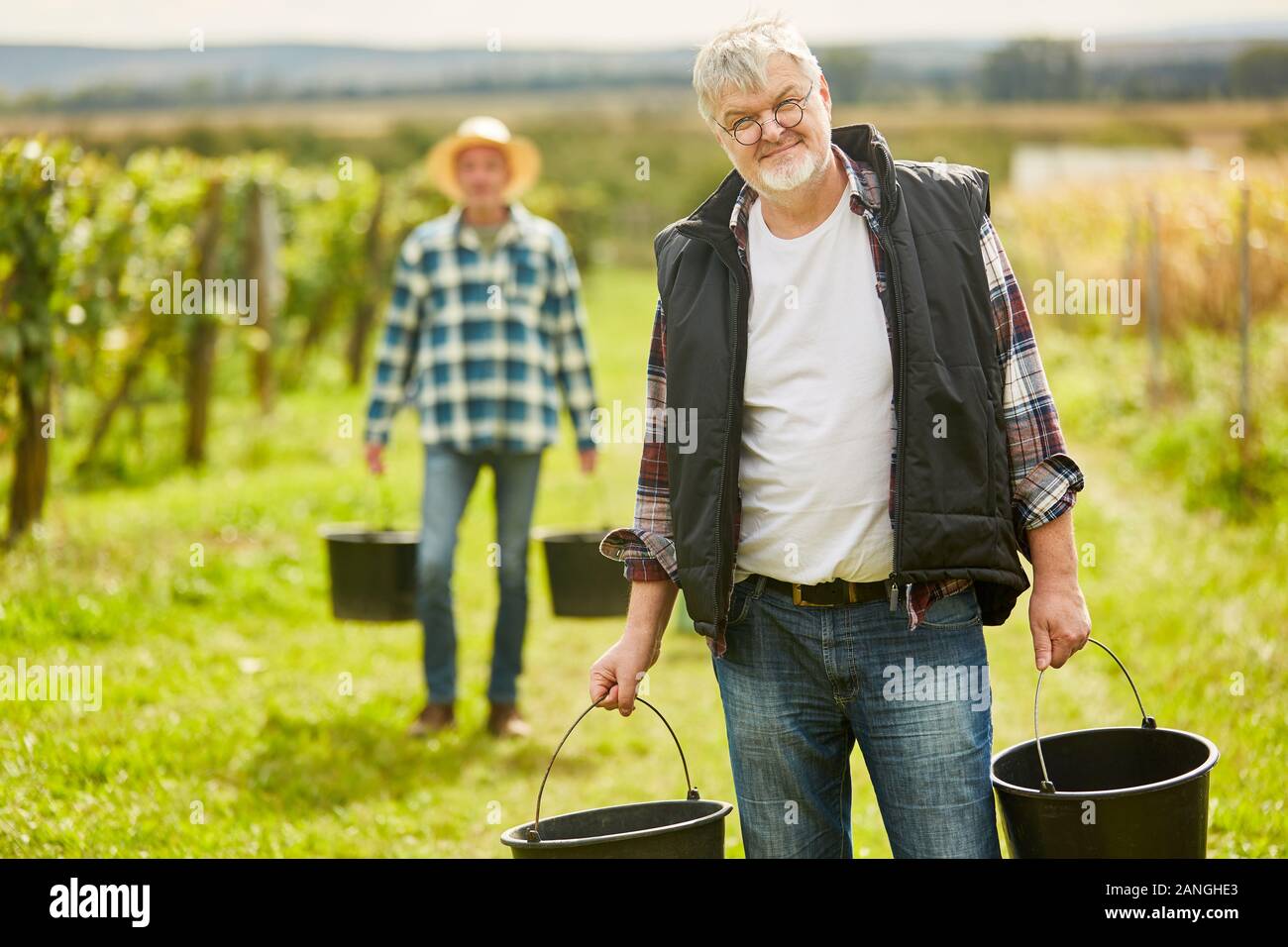 Winegrower and harvest worker with bucket harvesting autumn in the ...
