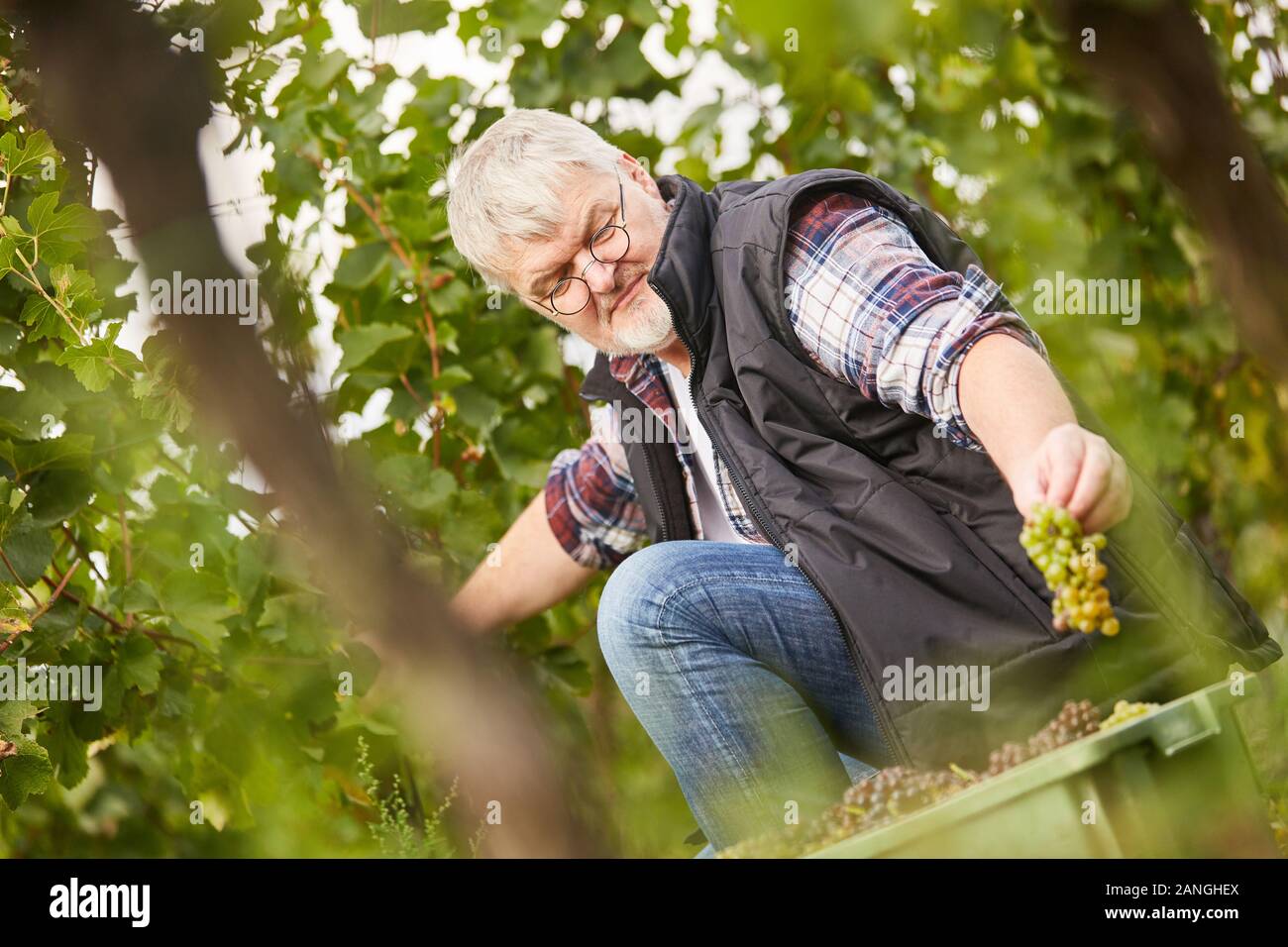 Grape vine harvester hi-res stock photography and images - Alamy