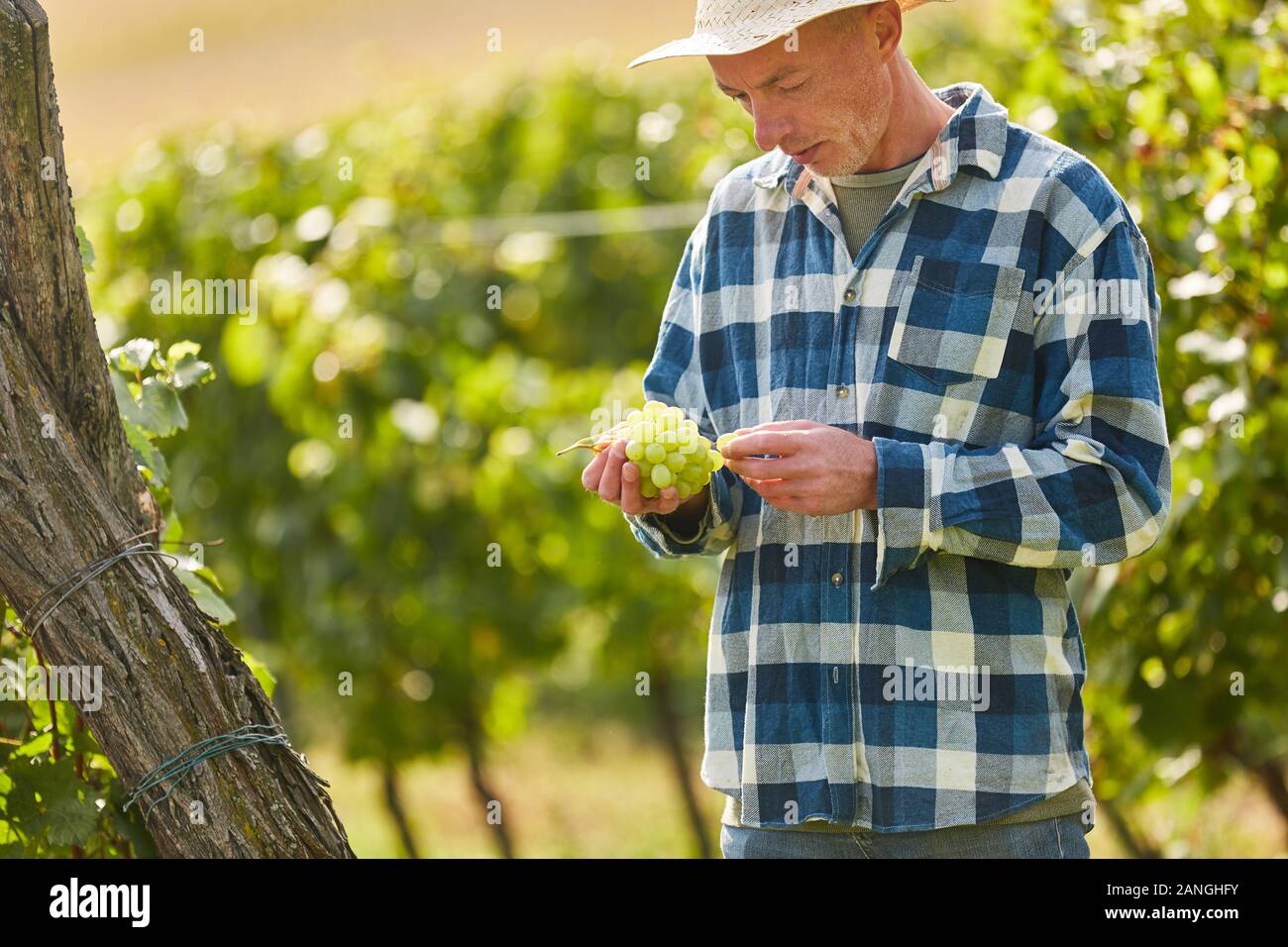 Grape gathering hi-res stock photography and images - Alamy