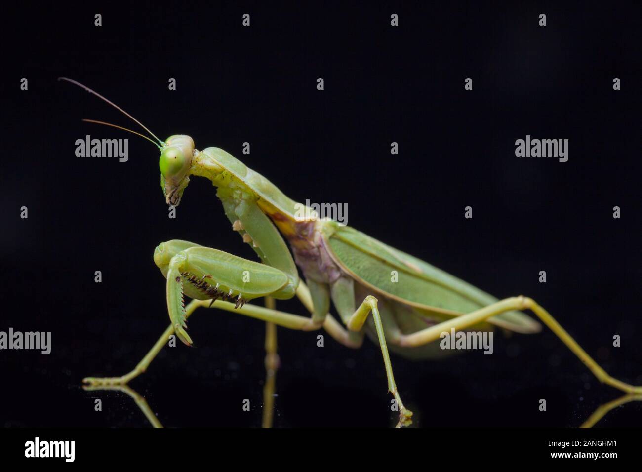 Giant Asian Green Praying Mantis (Hierodula membranacea) isolated on ...