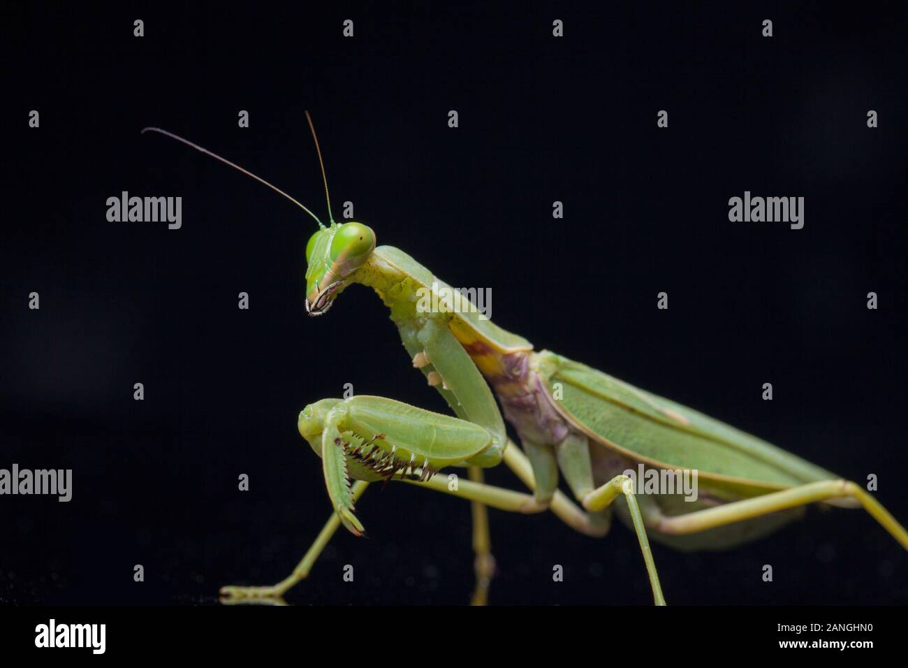 Giant Asian Green Praying Mantis (Hierodula membranacea) isolated on ...