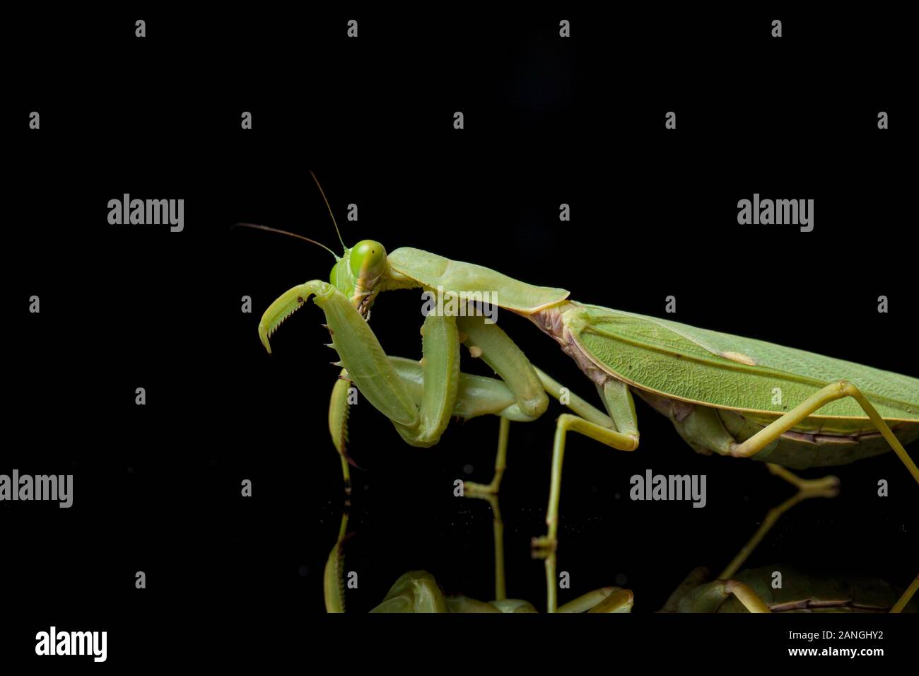 Giant Asian Green Praying Mantis (Hierodula membranacea) isolated on ...