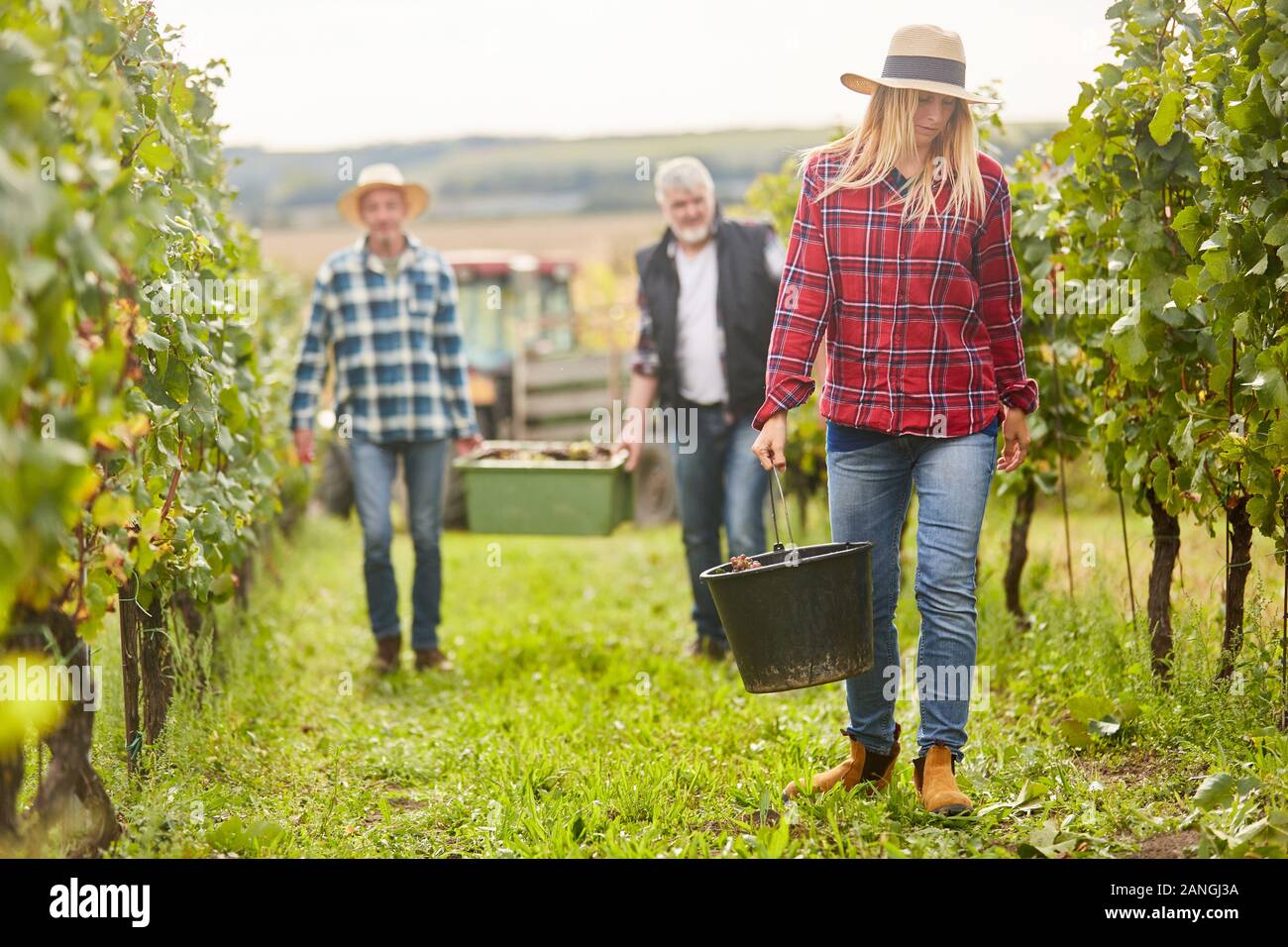 Three harvest helpers during the wine harvest in the vineyard transport ...