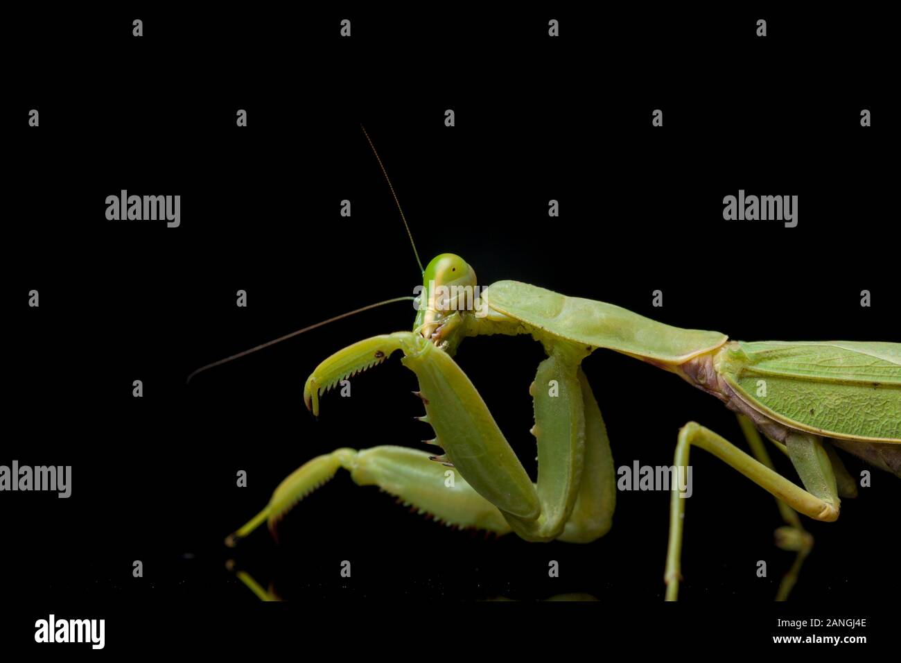 Giant Asian Green Praying Mantis (Hierodula membranacea) isolated on ...
