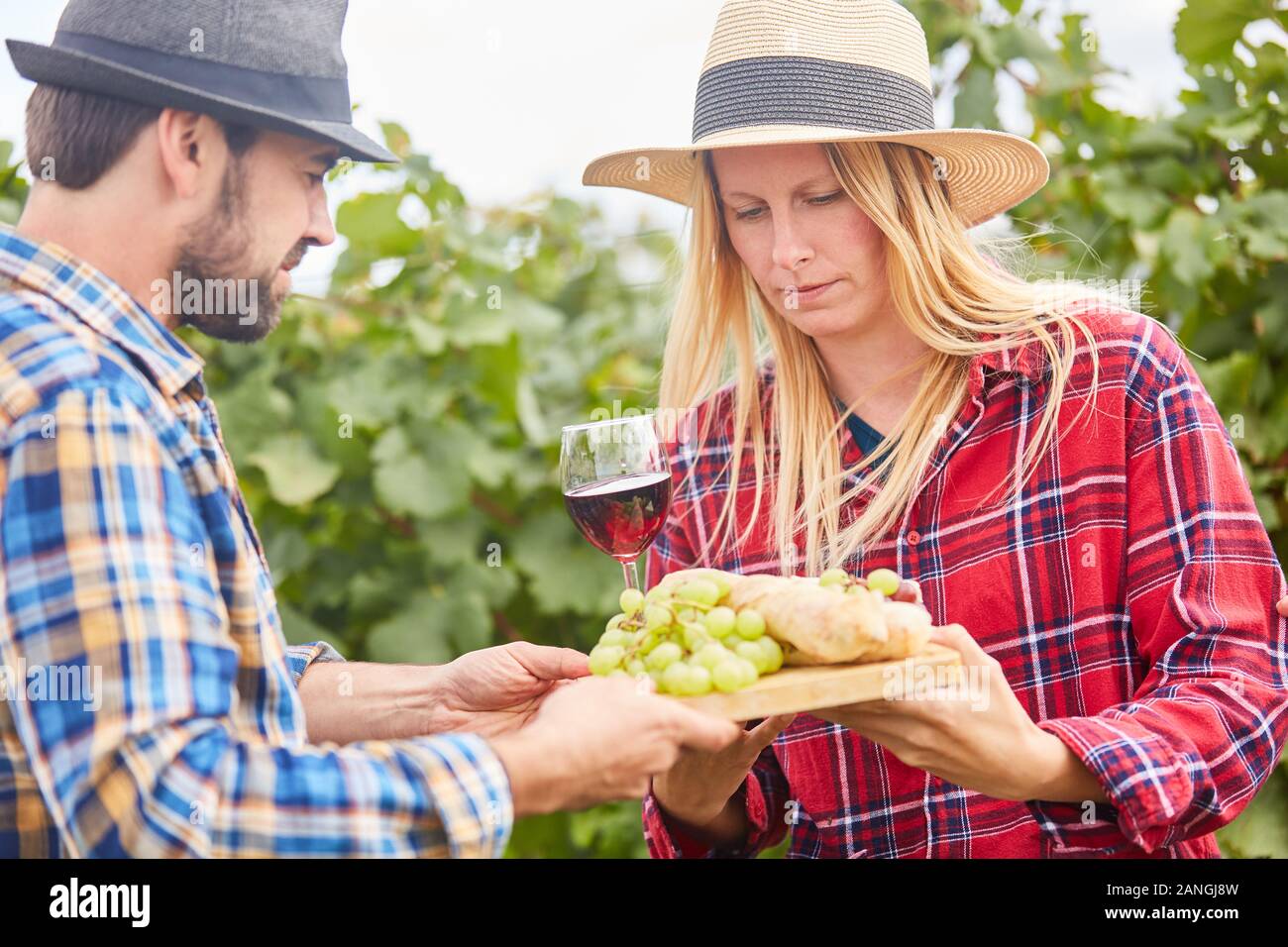 Two harvest helpers have a picnic with red wine and fresh grapes Stock ...
