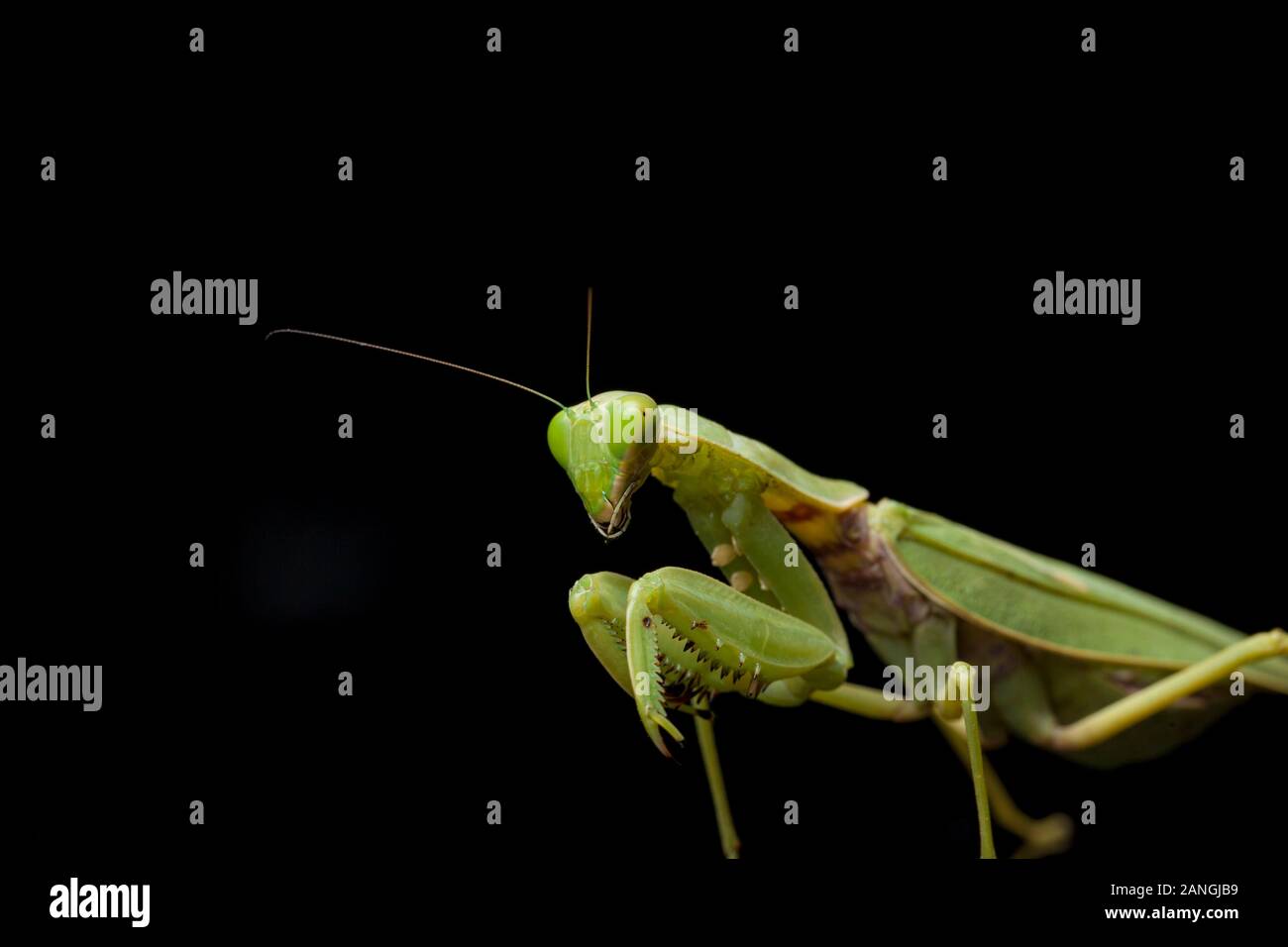 Giant Asian Green Praying Mantis (Hierodula membranacea) isolated on ...