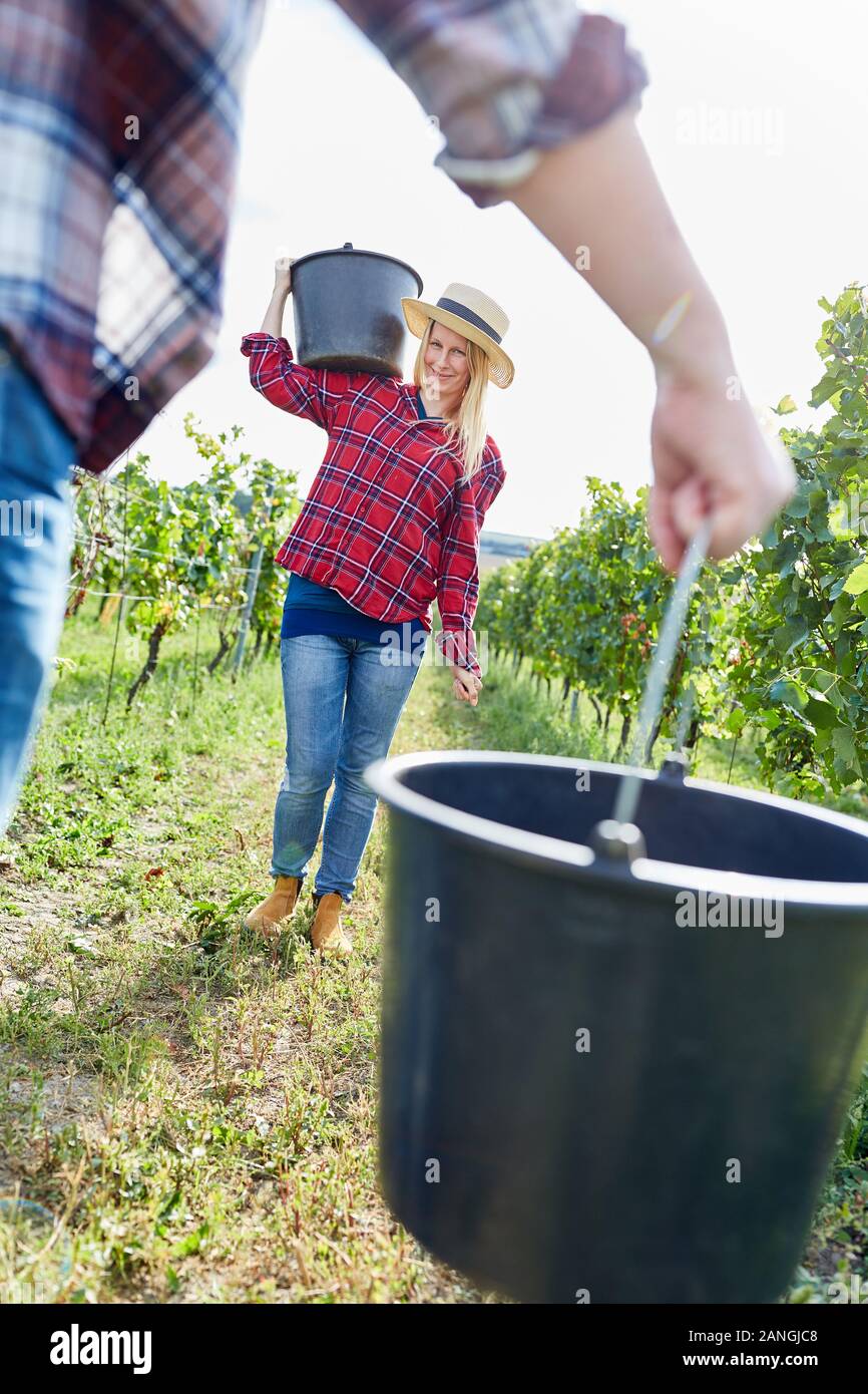Woman as harvest worker with bucket harvesting grapes in vineyard in ...