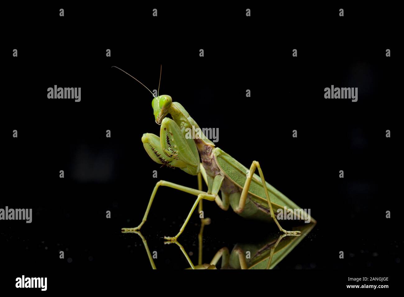 Giant Asian Green Praying Mantis (Hierodula membranacea) isolated on ...