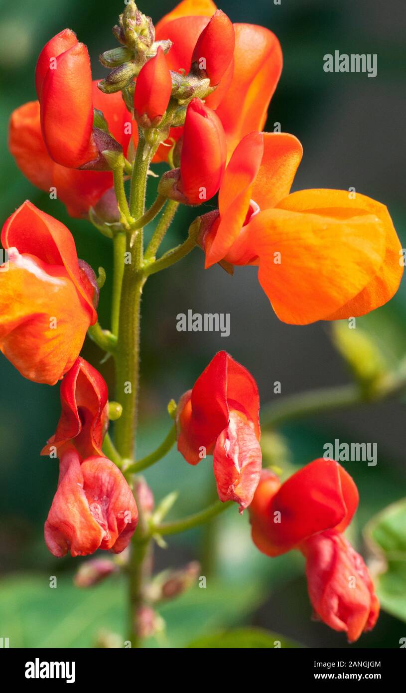 Scarlet runner bean hi-res stock photography and images - Alamy