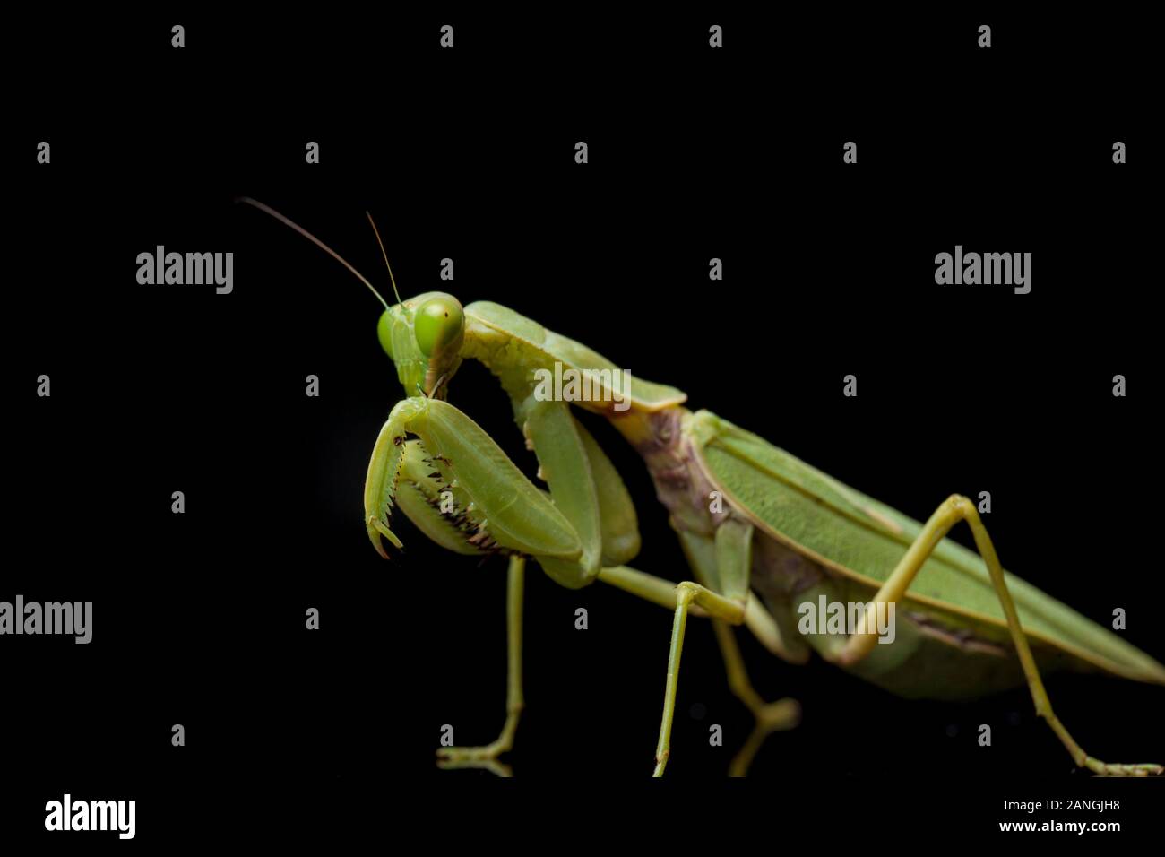 Giant Asian Green Praying Mantis (Hierodula membranacea) isolated on ...