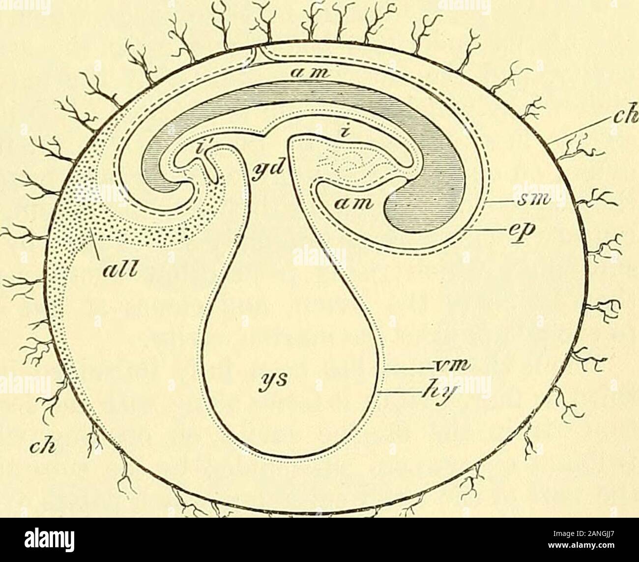 Allantoid hi-res stock photography and images - Alamy