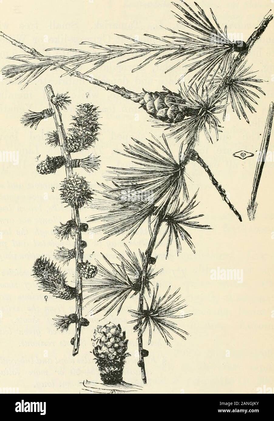 Trees; a handbook of forest-botany for the woodlands and the laboratory ...