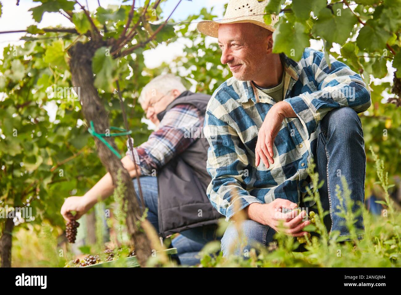 Hand grape harvest hi-res stock photography and images - Alamy