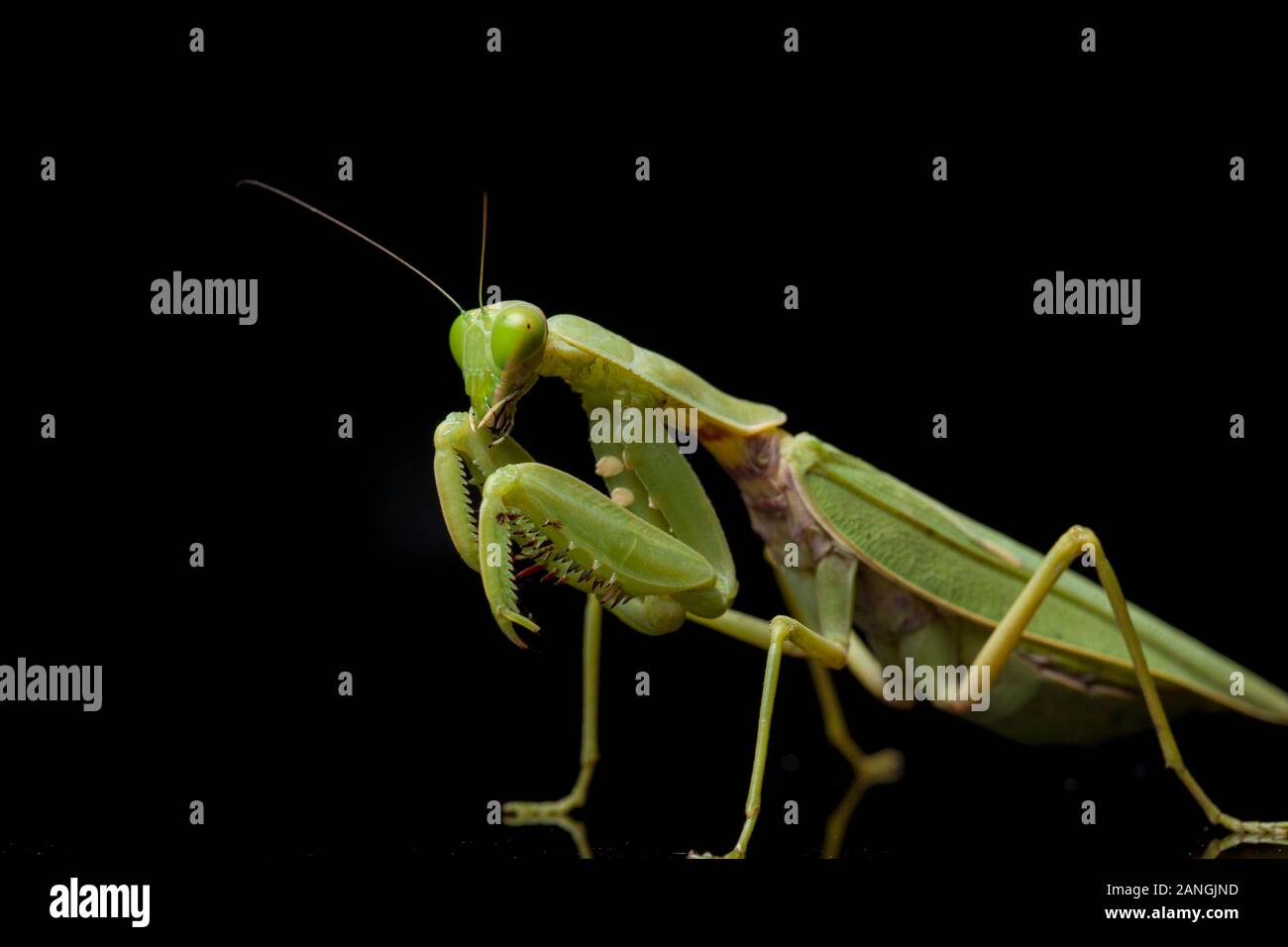 Giant Asian Green Praying Mantis (Hierodula membranacea) isolated on ...