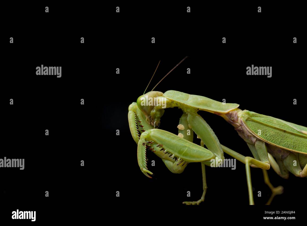 Giant Asian Green Praying Mantis (Hierodula membranacea) isolated on ...