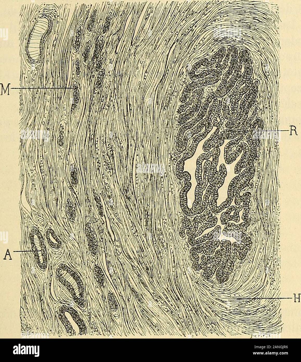 Vaisseau sanguin hi-res stock photography and images - Alamy