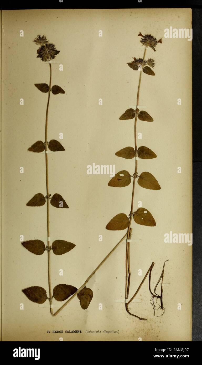 The British farmer's plant portfolio : specimens of the principal ...